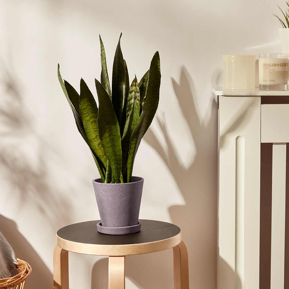 HAY Medium Flowerpot With Saucer Plum | END. (US)